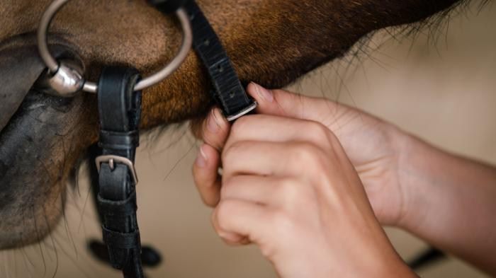 Pferd trensen - aber richtig! So geht´s